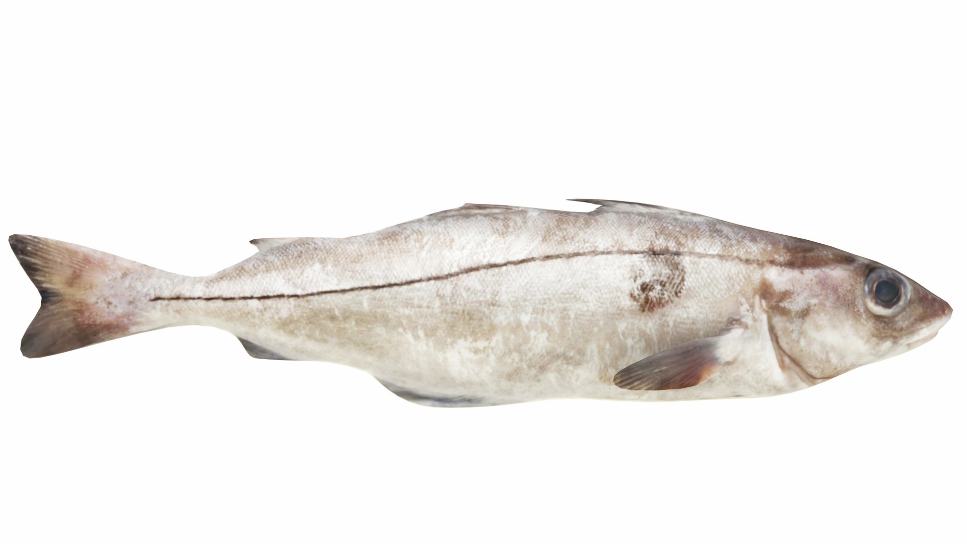 Haddock Fish 3D Model - TurboSquid 2380385