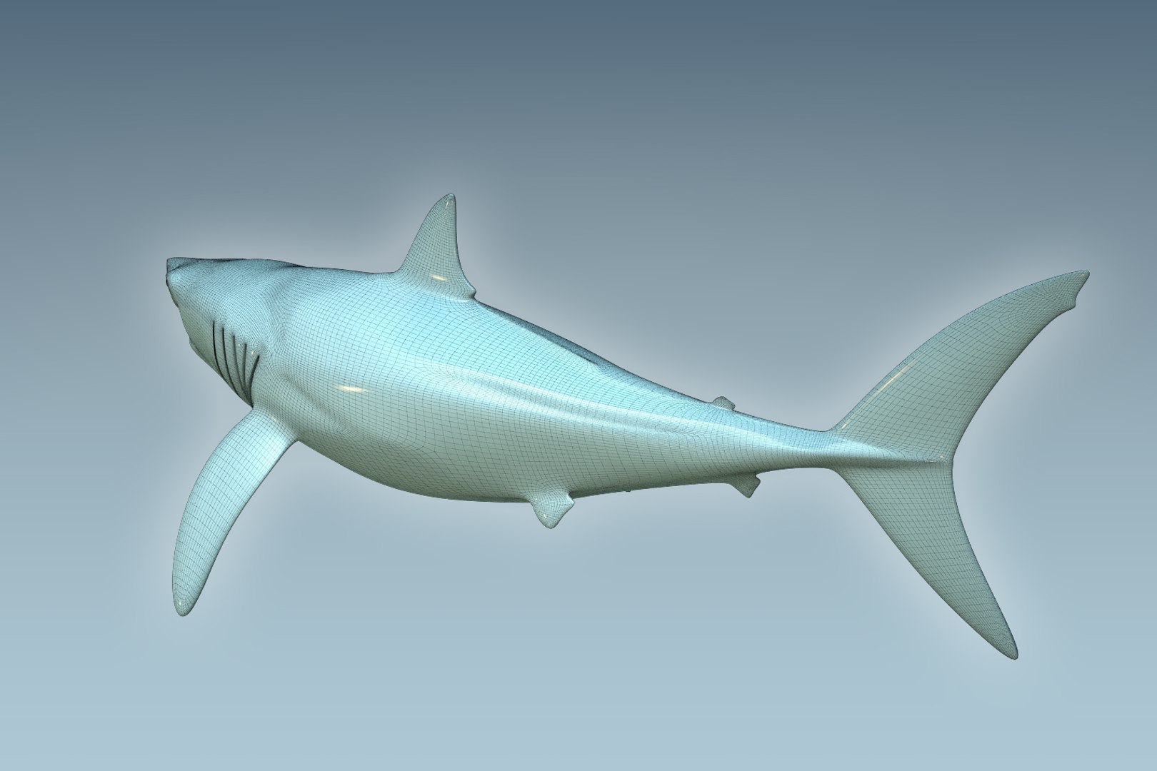 Shark Fish Sea Model - TurboSquid 1197792