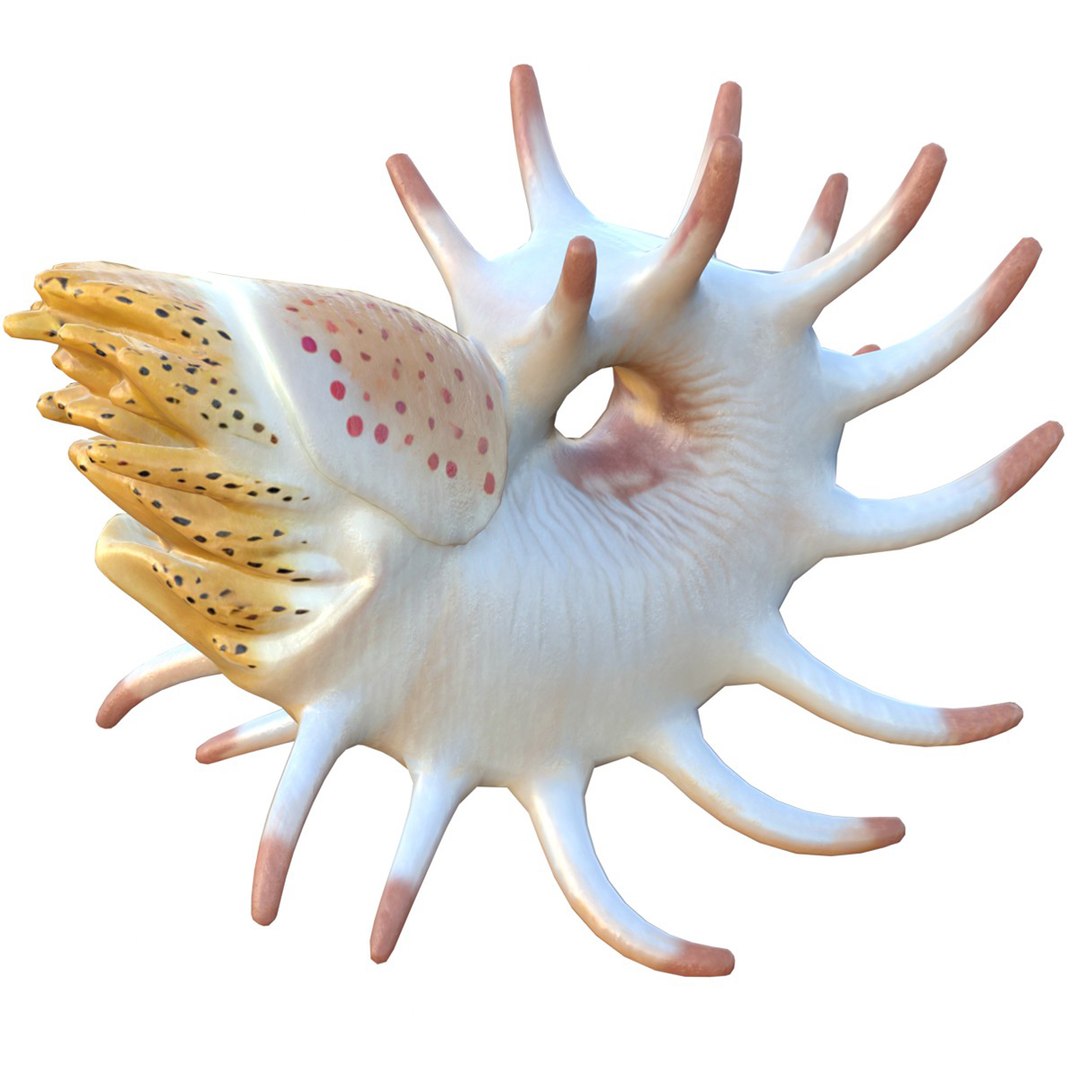 3D Cooperoceras Fish Model - TurboSquid 2512903