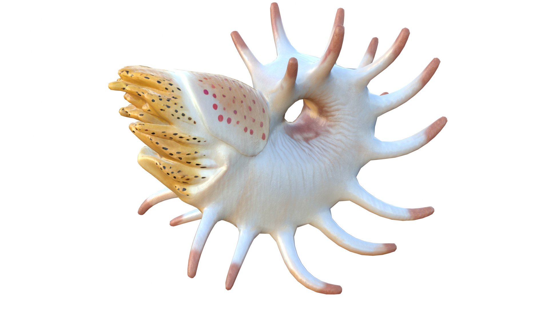 3D Cooperoceras Fish Model - TurboSquid 2512903
