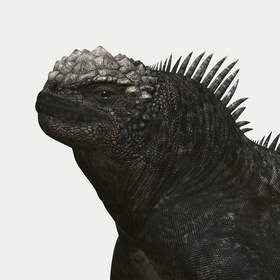 marine iguana 3d model