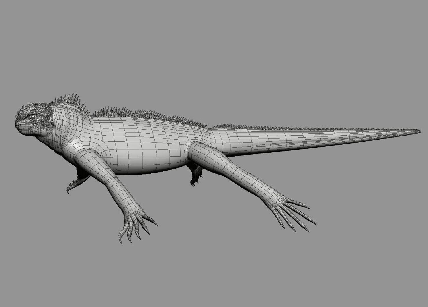 marine iguana 3d model