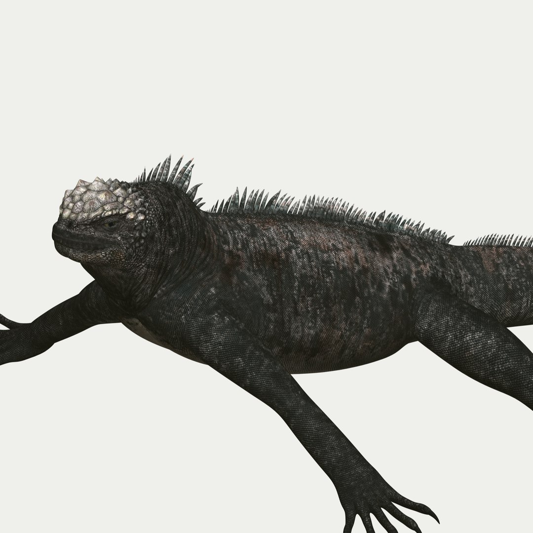 marine iguana 3d model