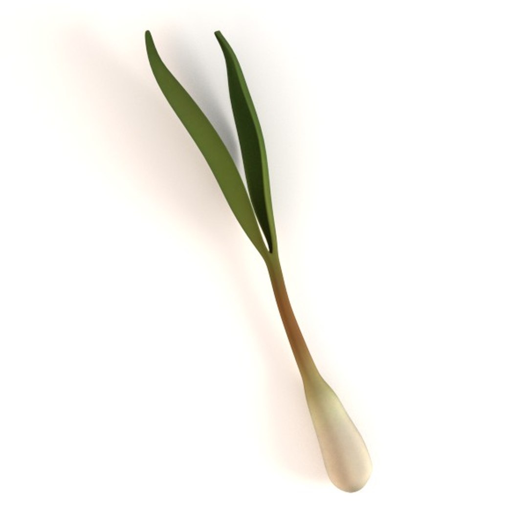 Wild Leek 3d Model