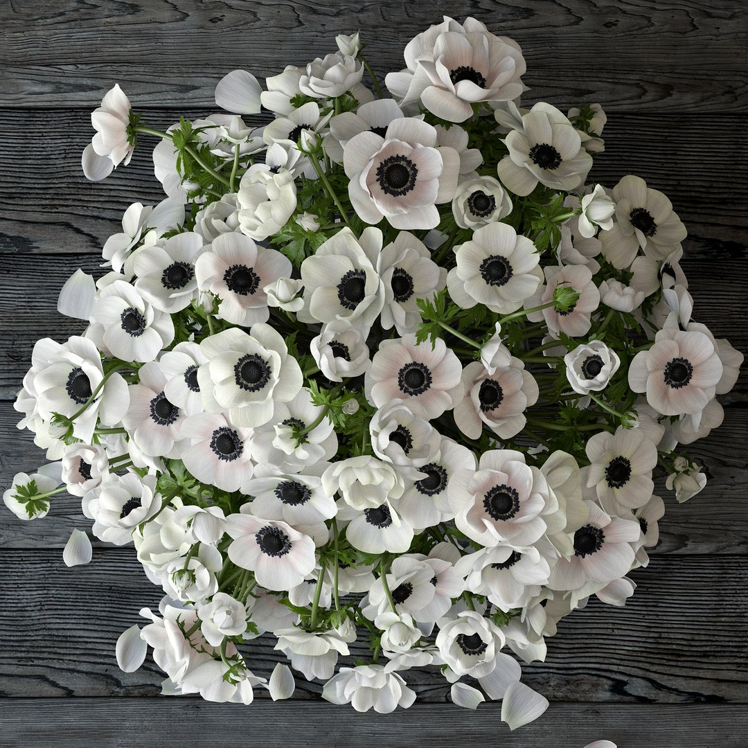 3D Anemone Model - TurboSquid 1252725