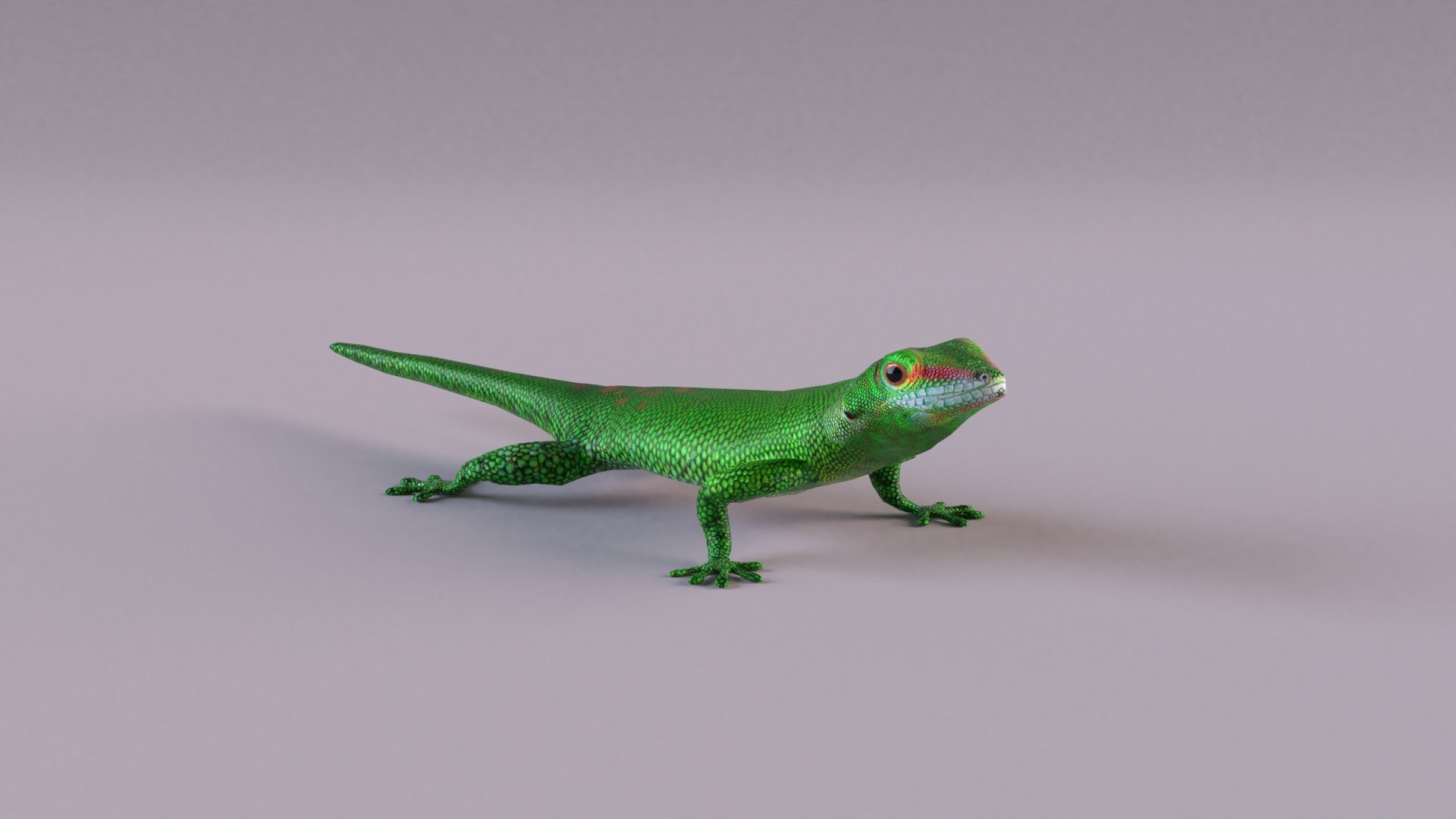Madagascar Day Gecko Model - TurboSquid 1766053