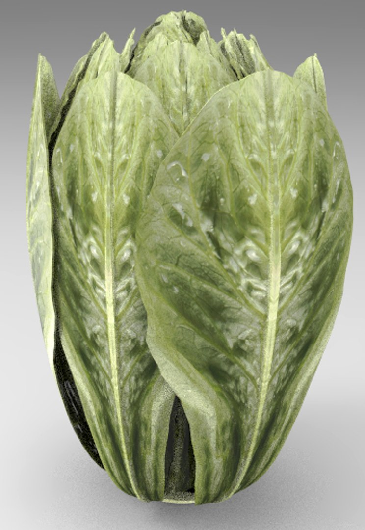 3D Lettuce - TurboSquid 1218462