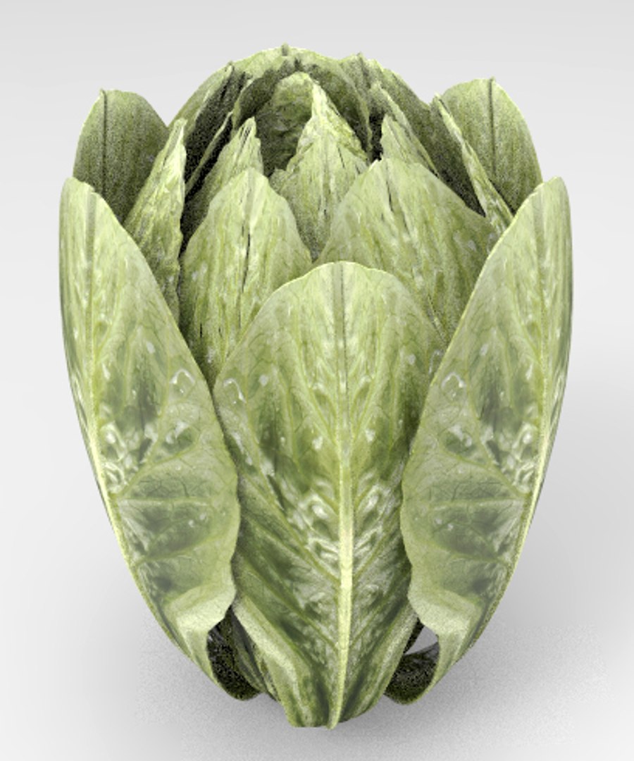 3D Lettuce - TurboSquid 1218462