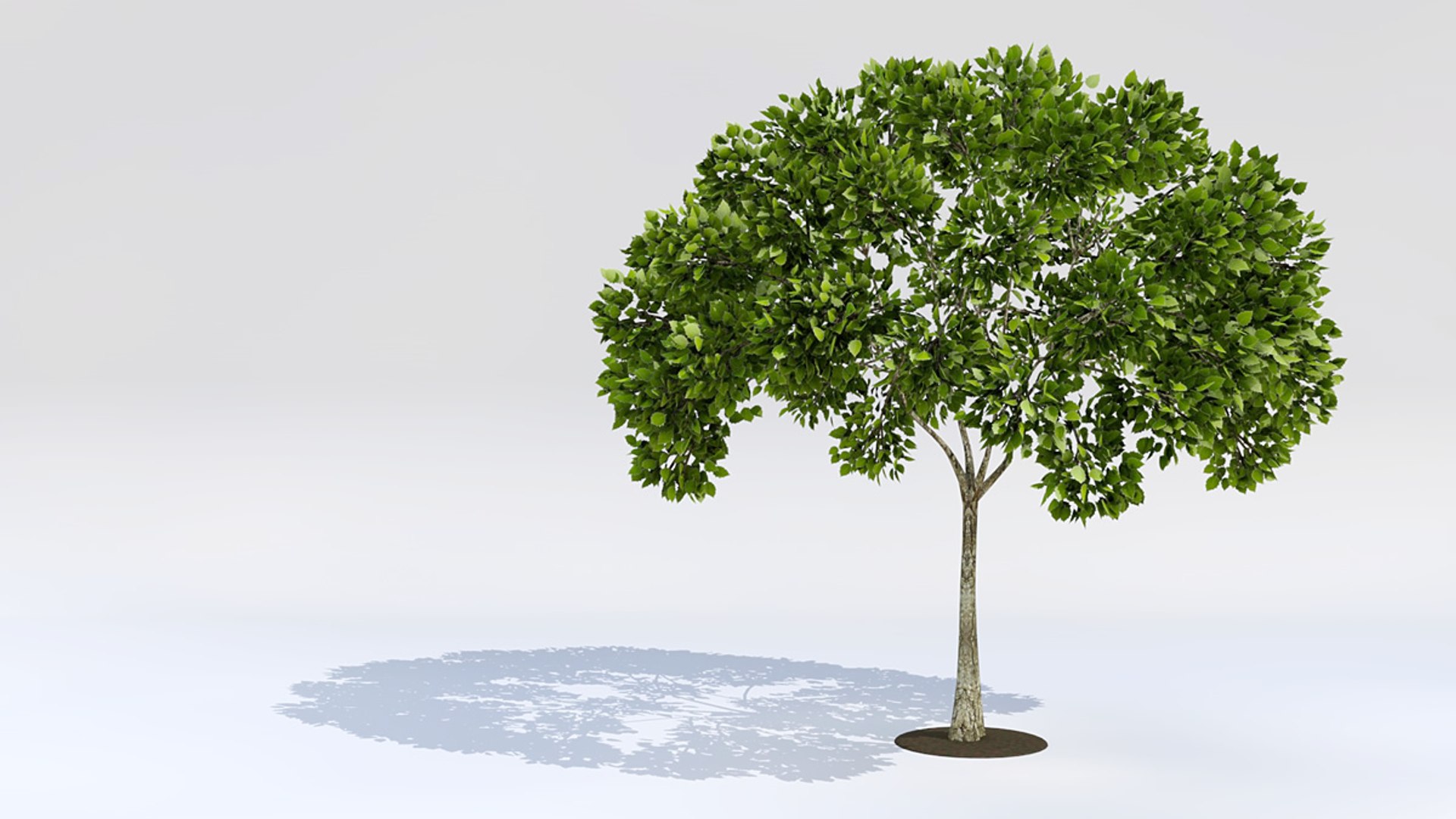 3d tree leaf model