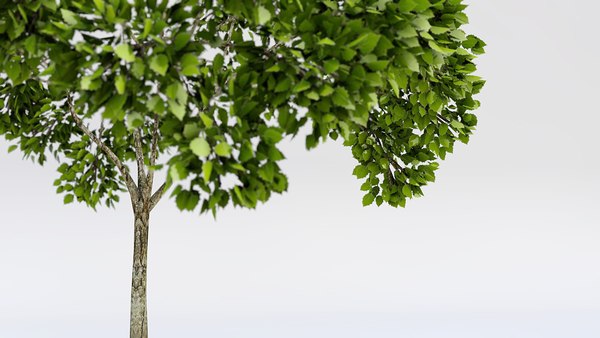 3d tree leaf model