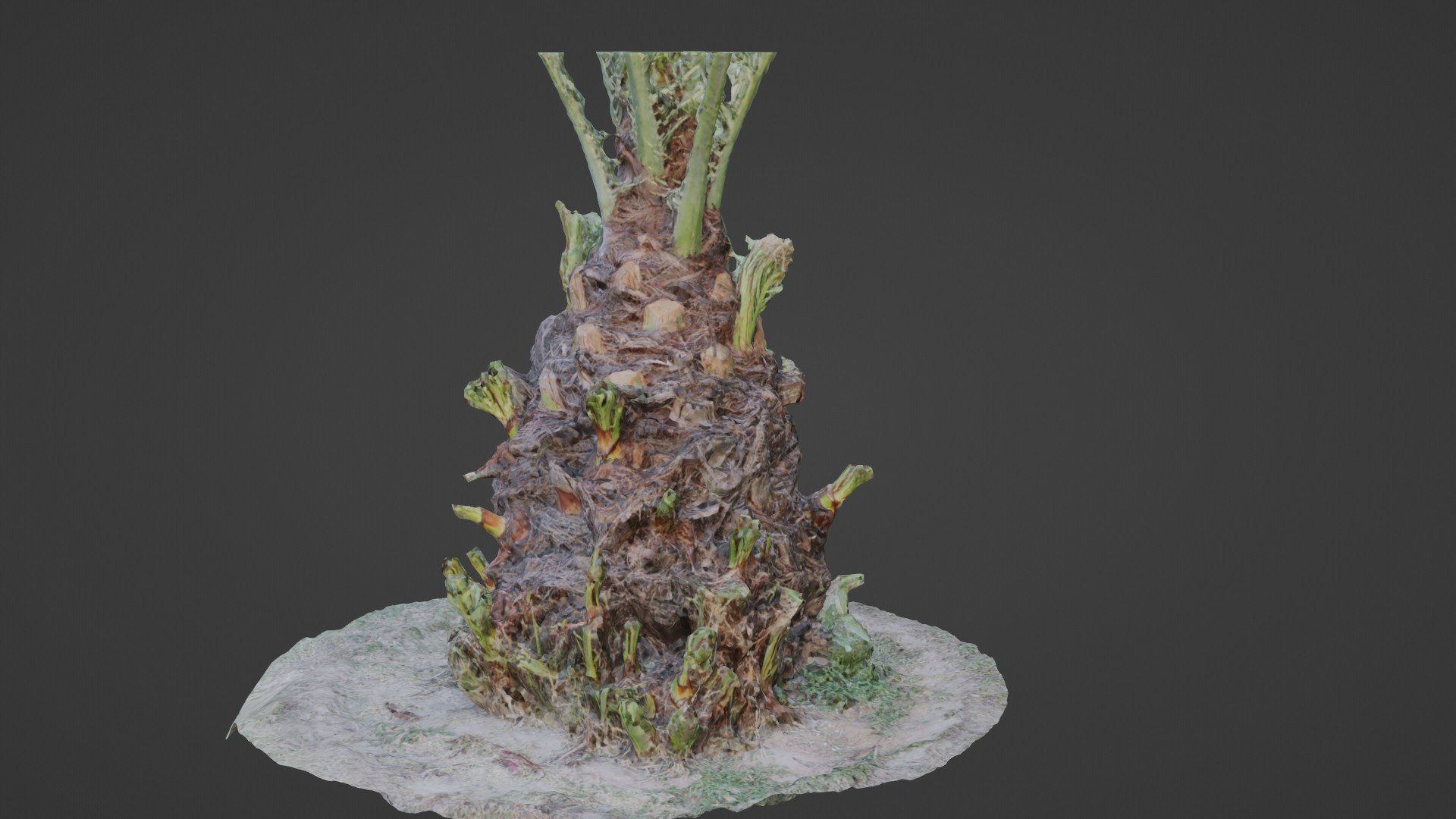 Plam Base Model - TurboSquid 2332314