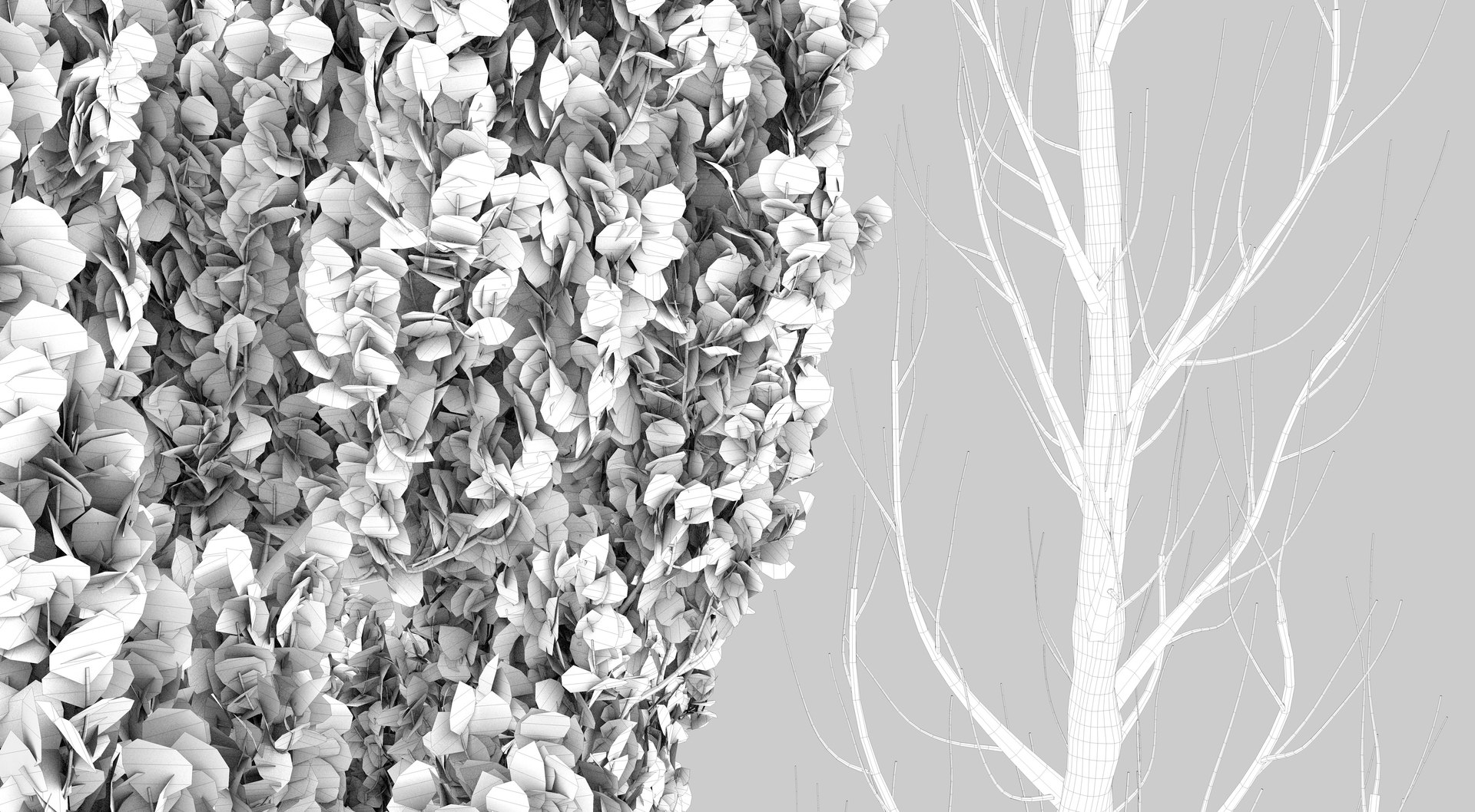 Tree Nigra Populus 3D Model - TurboSquid 1681848