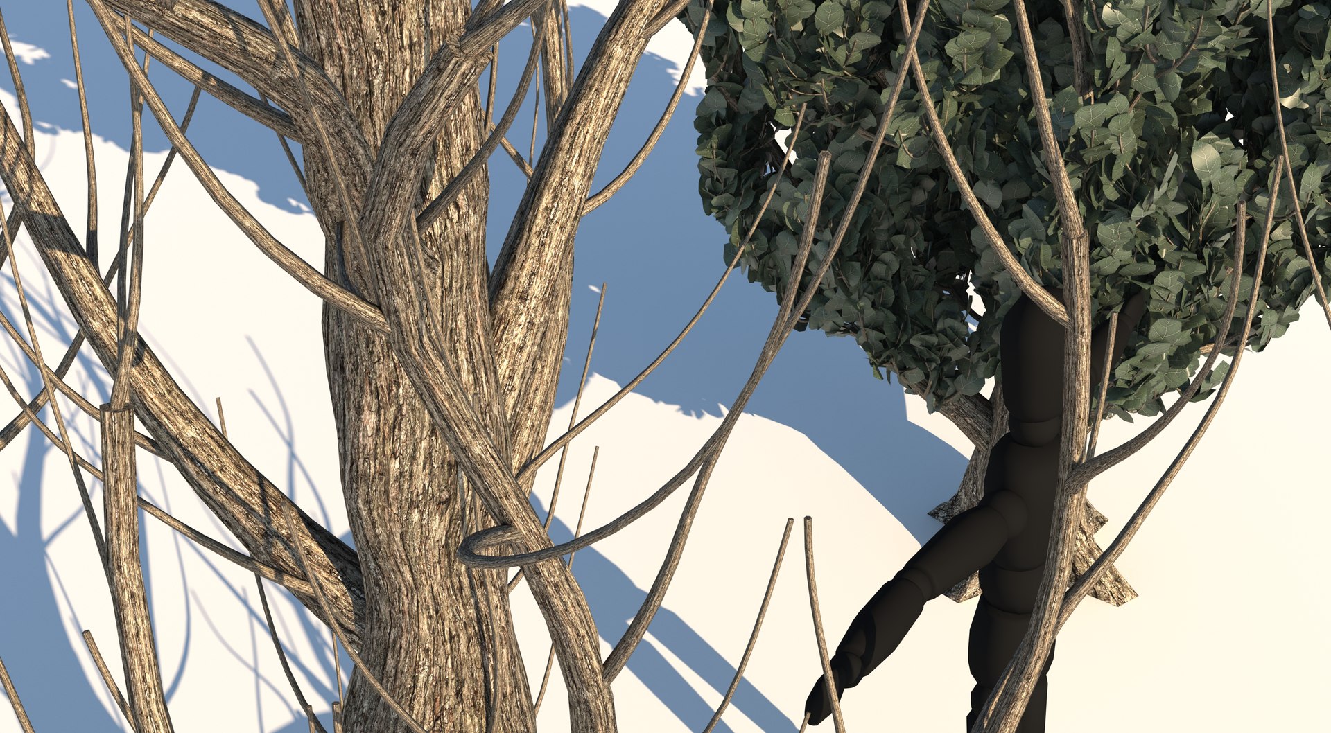 Tree Nigra Populus 3D Model - TurboSquid 1681848