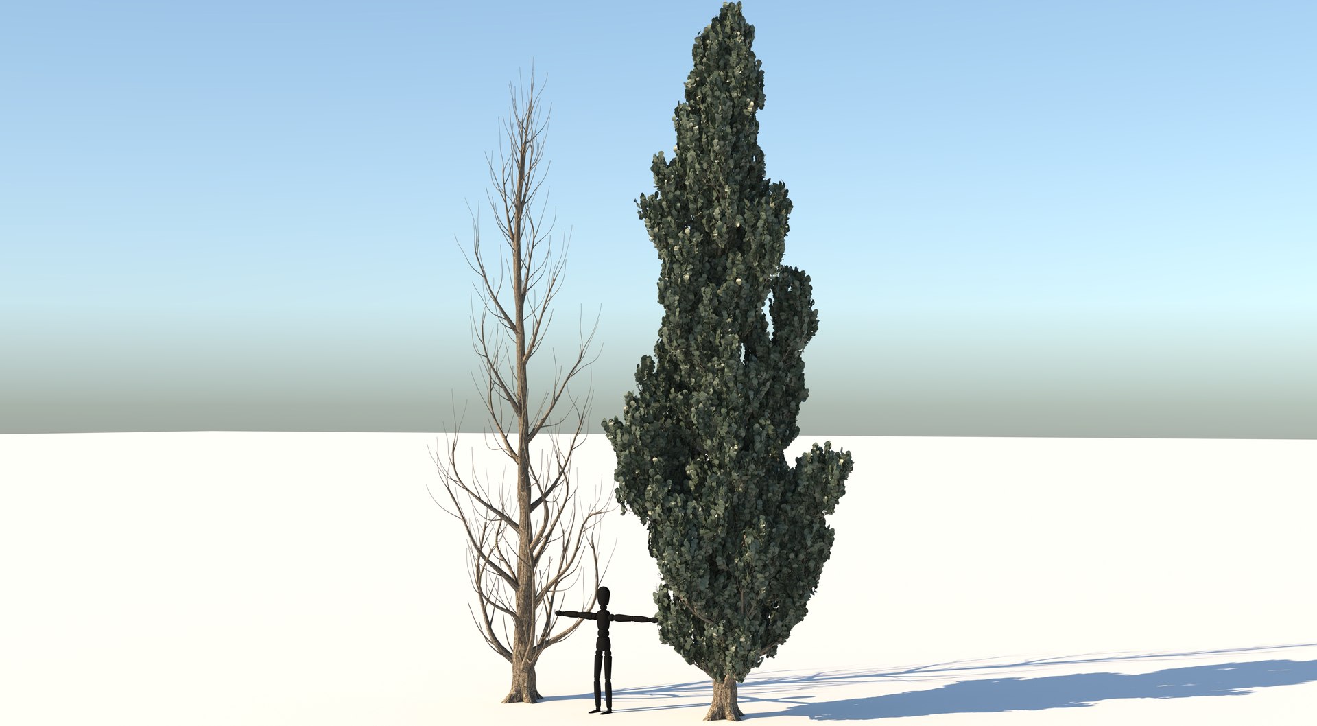 Tree Nigra Populus 3D Model - TurboSquid 1681848
