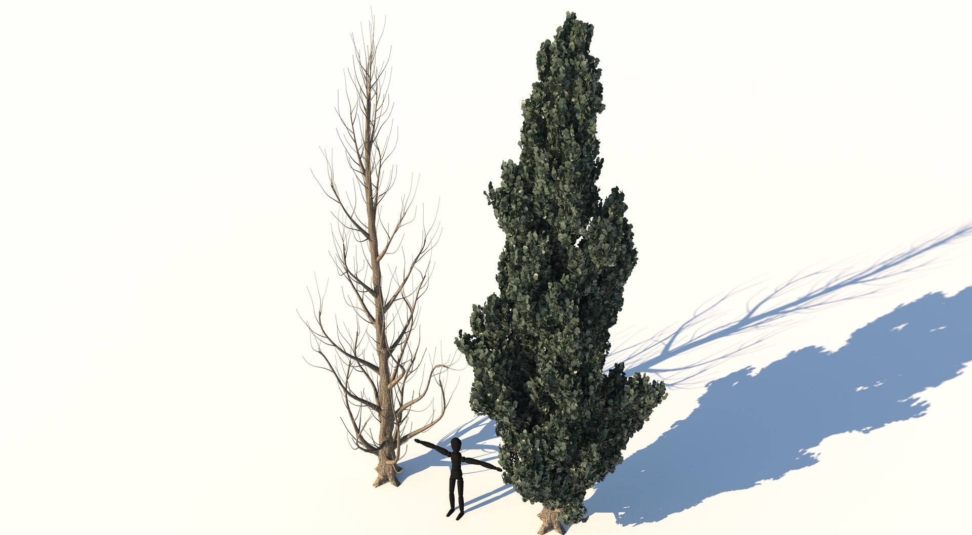 Tree Nigra Populus 3D Model - TurboSquid 1681848