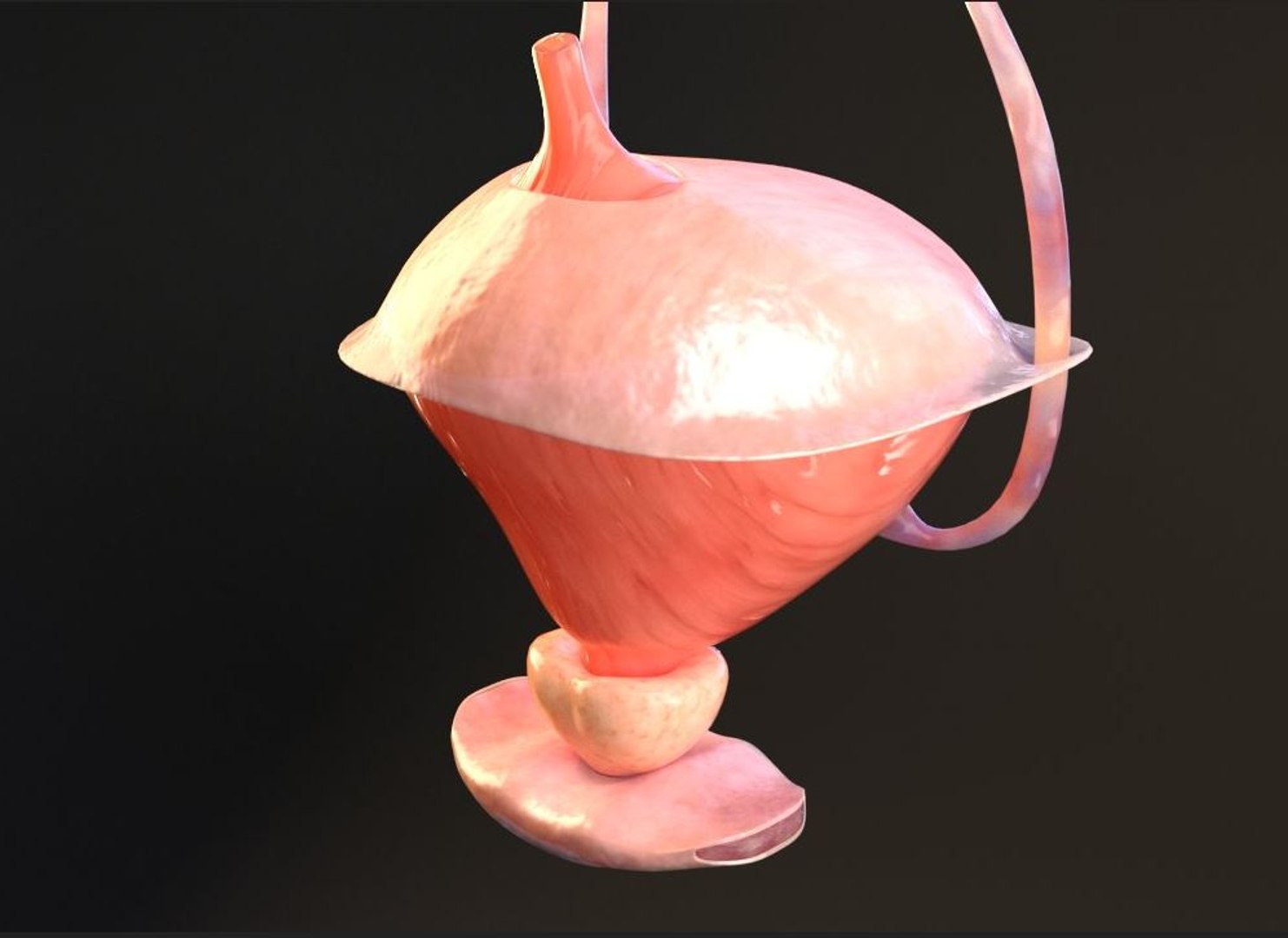 3D cross section - TurboSquid 1411663
