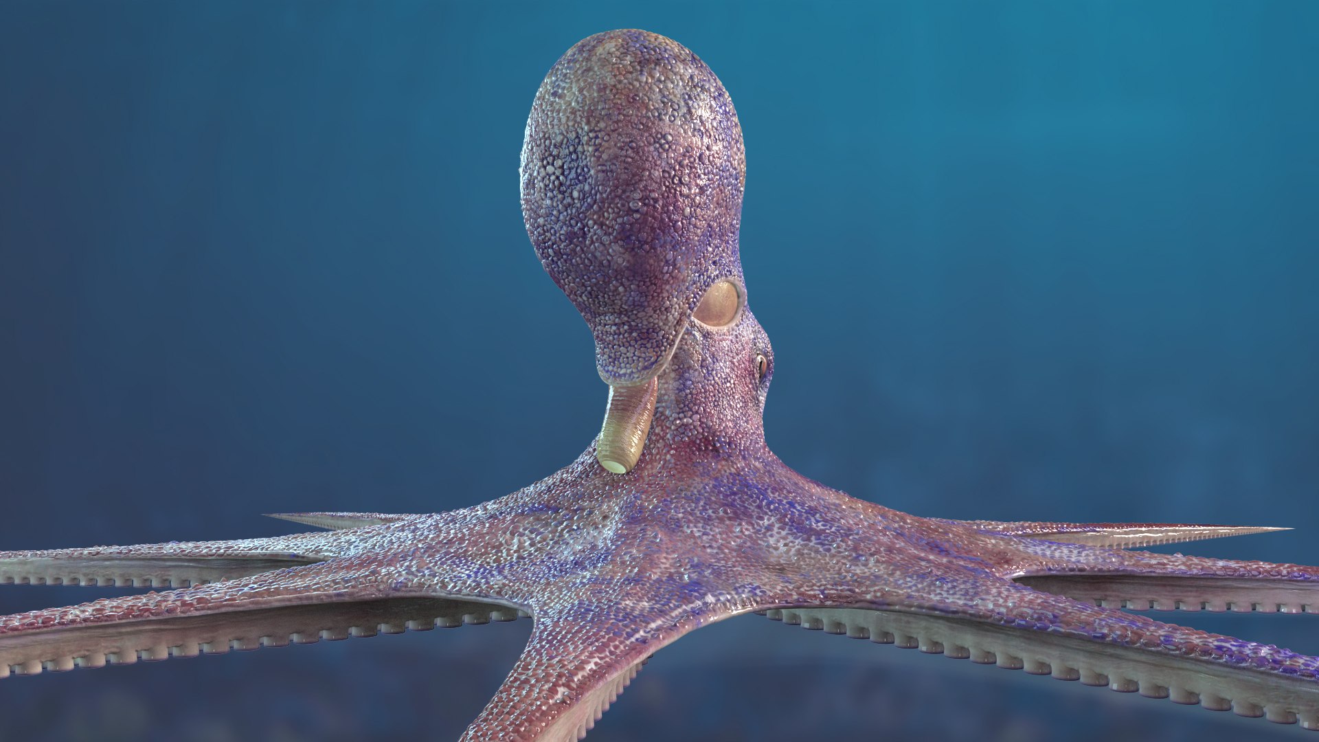 Octopus 3D Model - TurboSquid 2098469