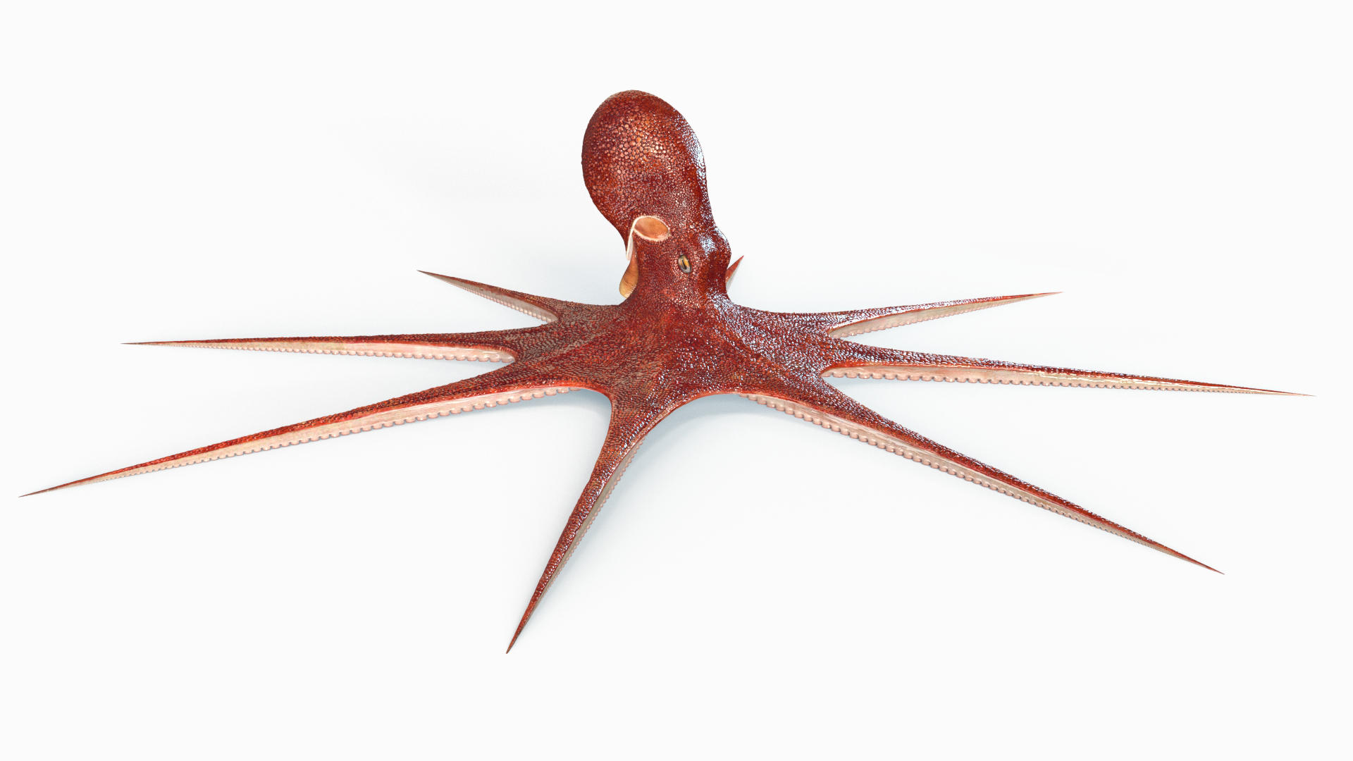Octopus 3D Model - TurboSquid 2098469