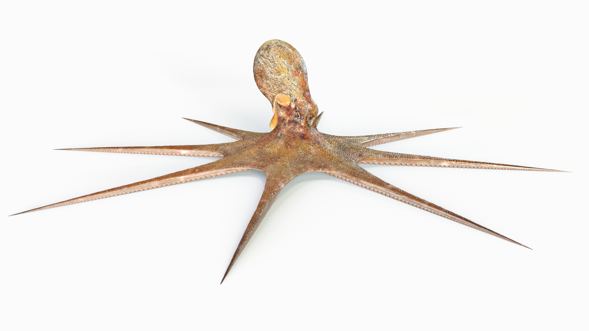 Octopus 3D Model - TurboSquid 2098469