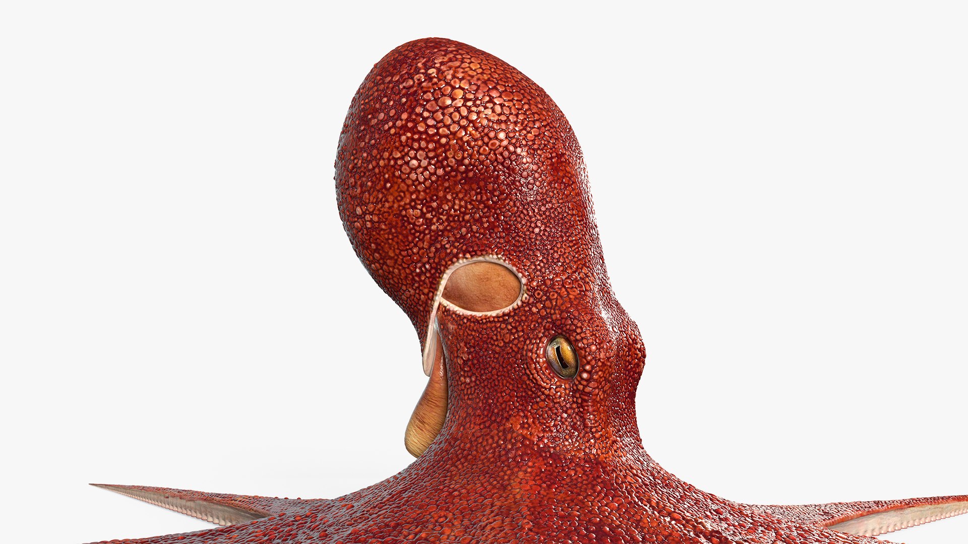 Octopus 3D Model - TurboSquid 2098469