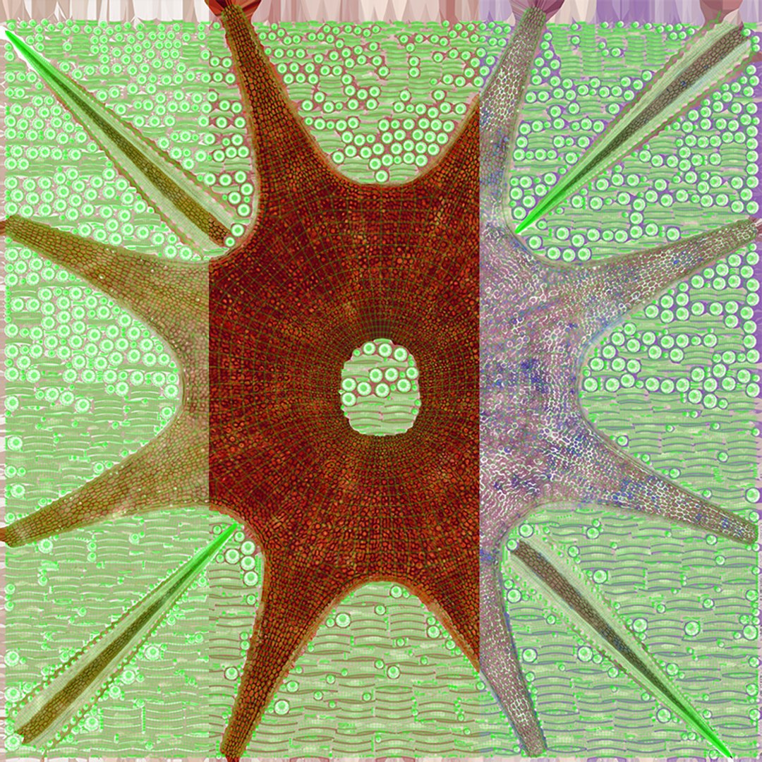 Octopus 3D Model - TurboSquid 2098469