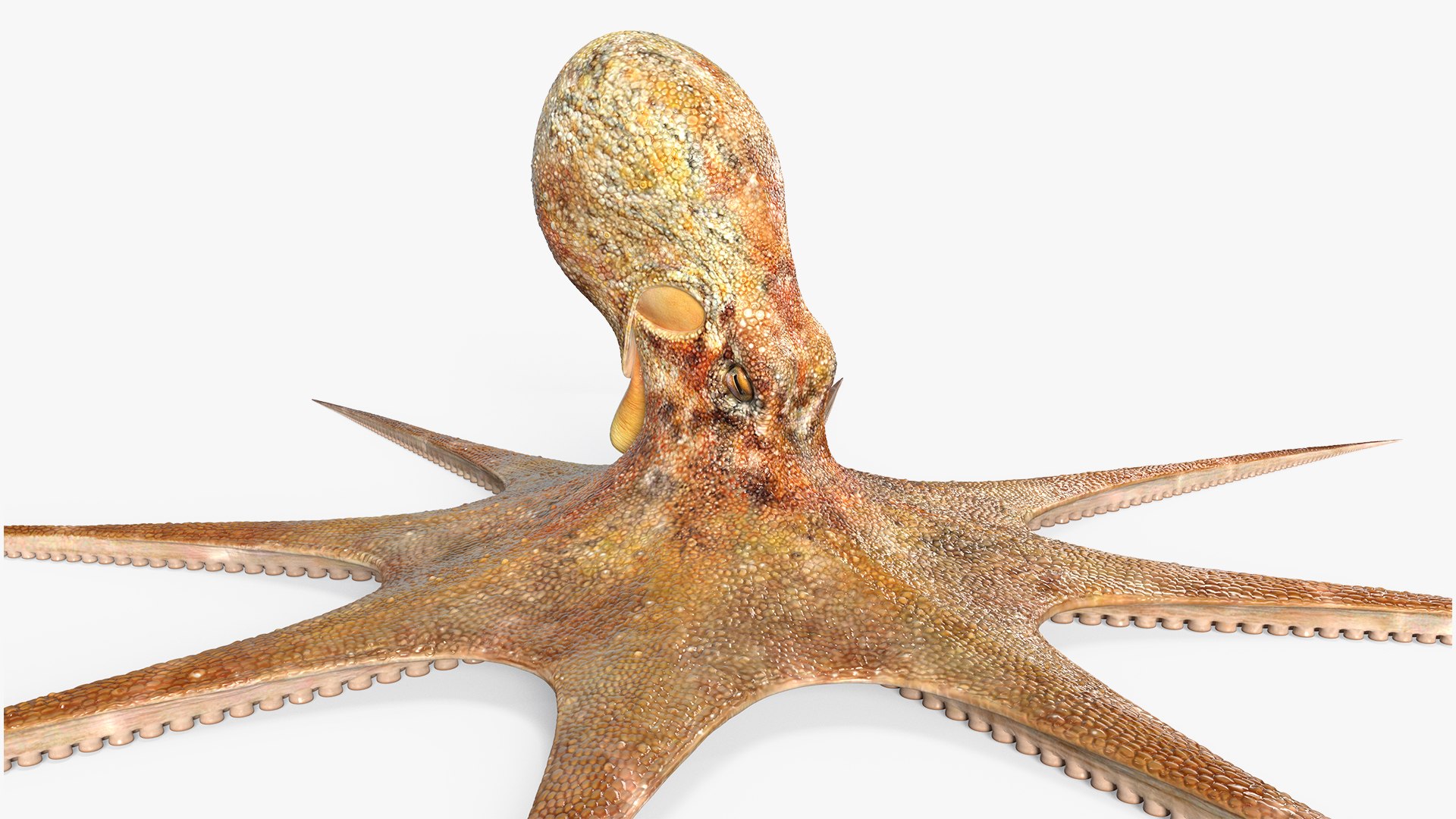 Octopus 3D Model - TurboSquid 2098469