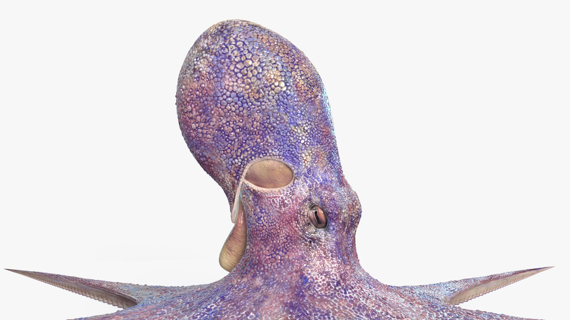 Octopus 3D Model - TurboSquid 2098469