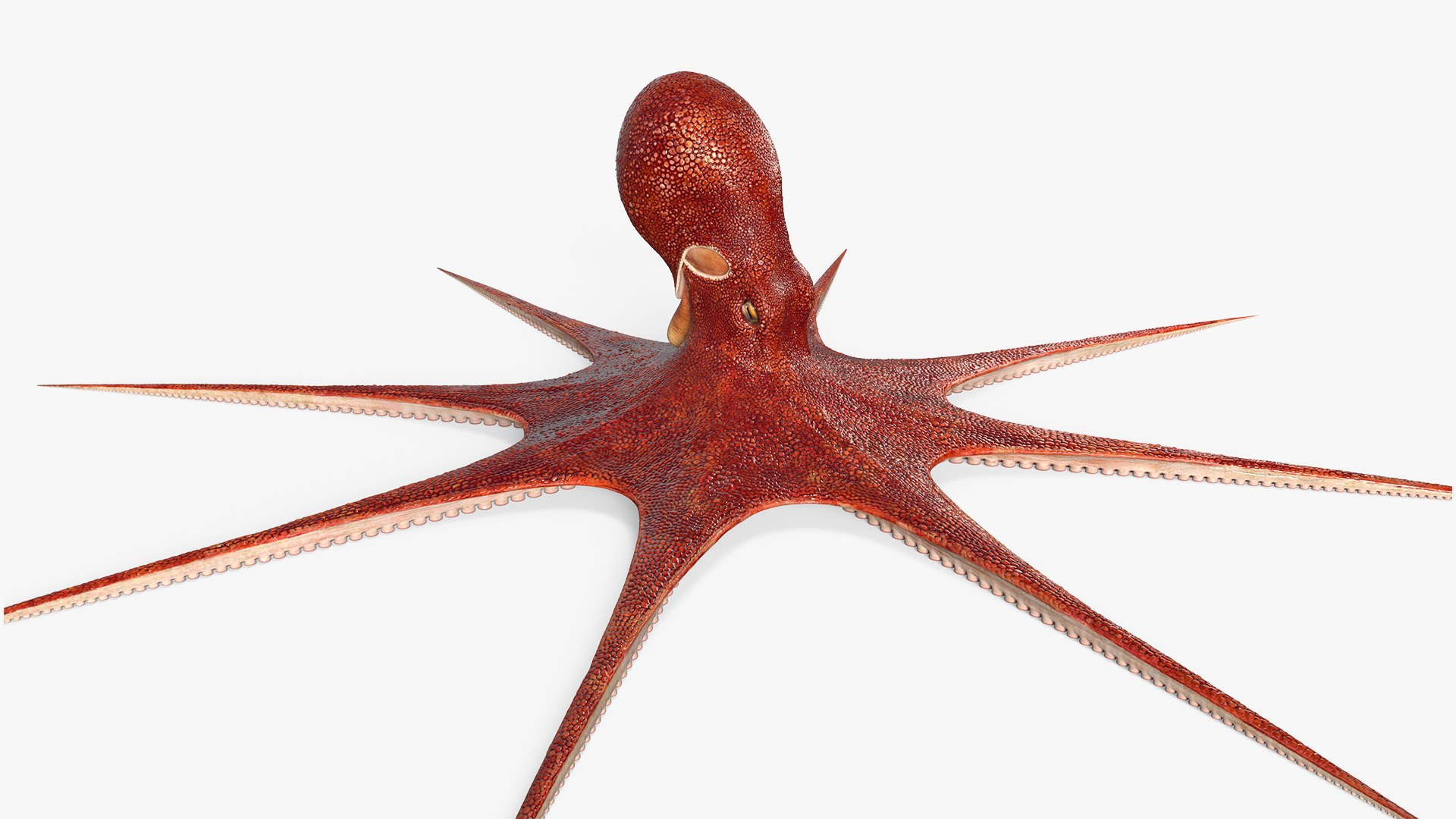 Octopus 3D Model - TurboSquid 2098469
