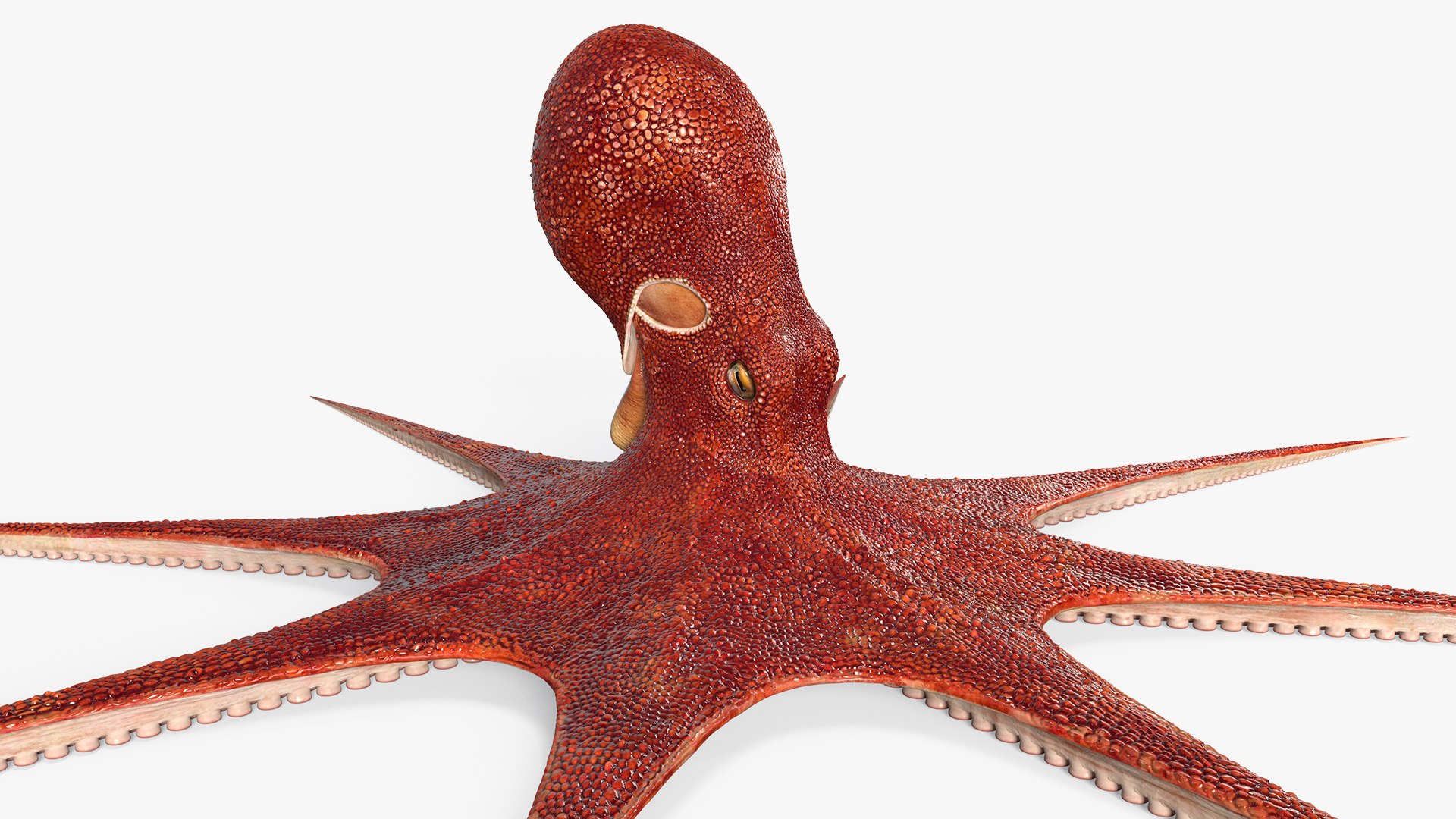Octopus 3D Model - TurboSquid 2098469