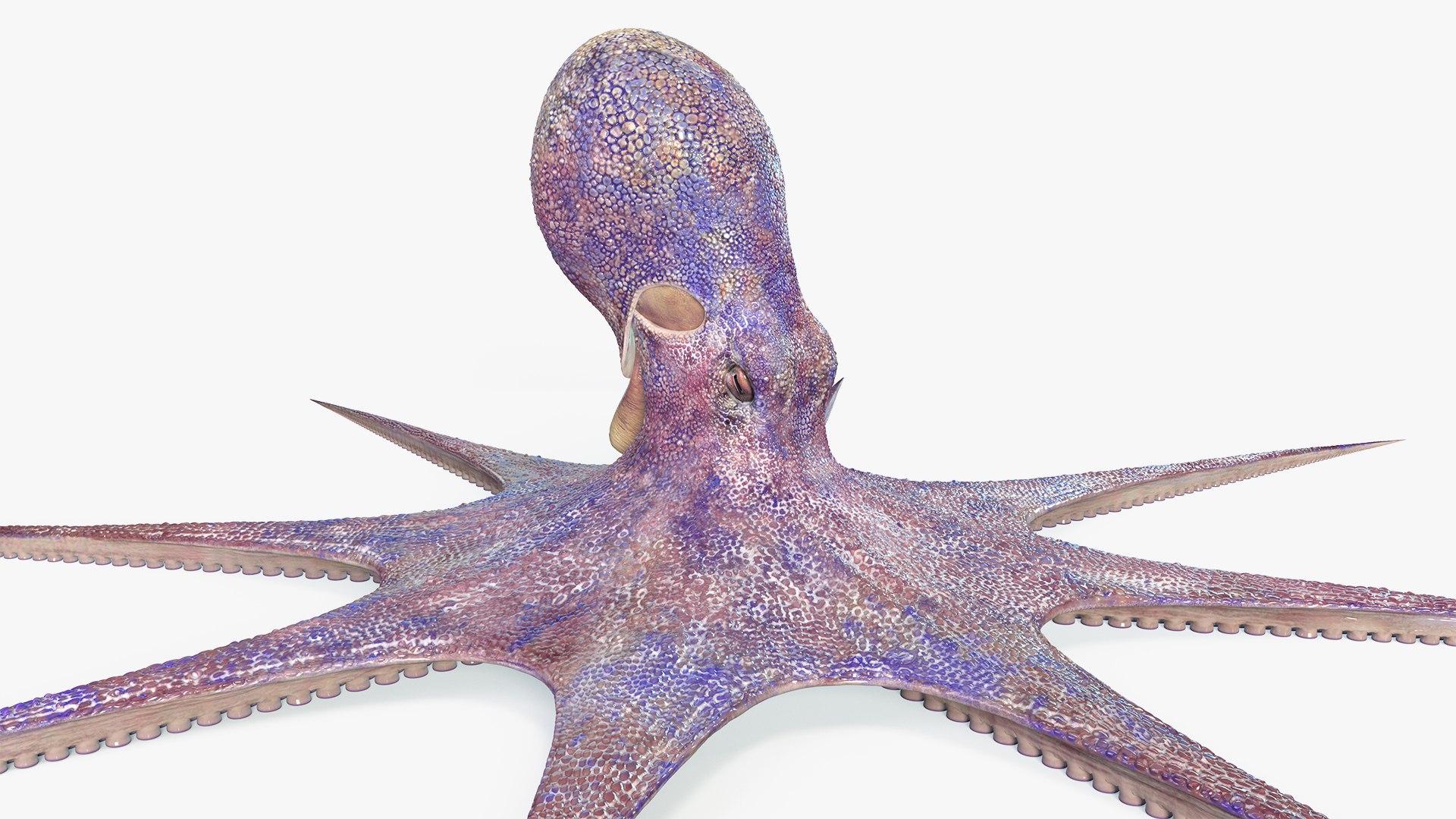 Octopus 3D Model - TurboSquid 2098469