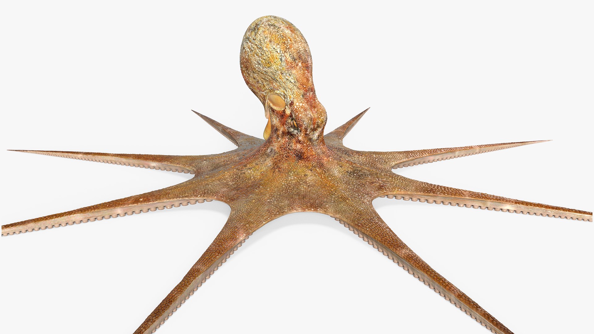 Octopus 3D Model - TurboSquid 2098469