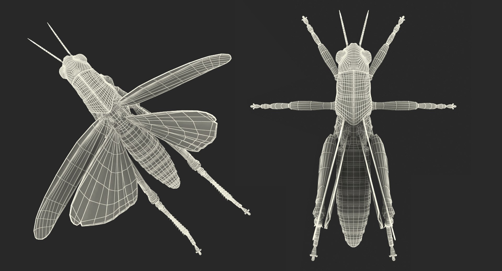 3D grasshopper rigged - TurboSquid 1244134