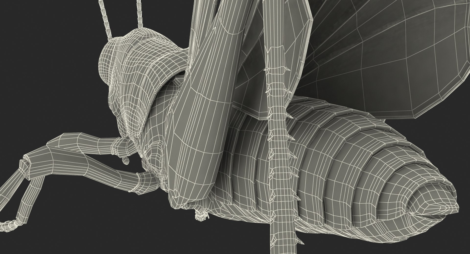 3D grasshopper rigged - TurboSquid 1244134