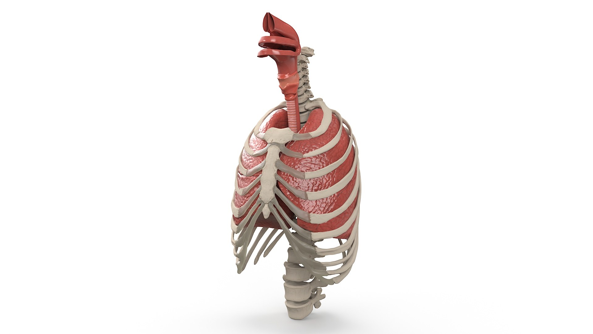 3D Human Ribcage And Respiratory System Model - TurboSquid 2385995