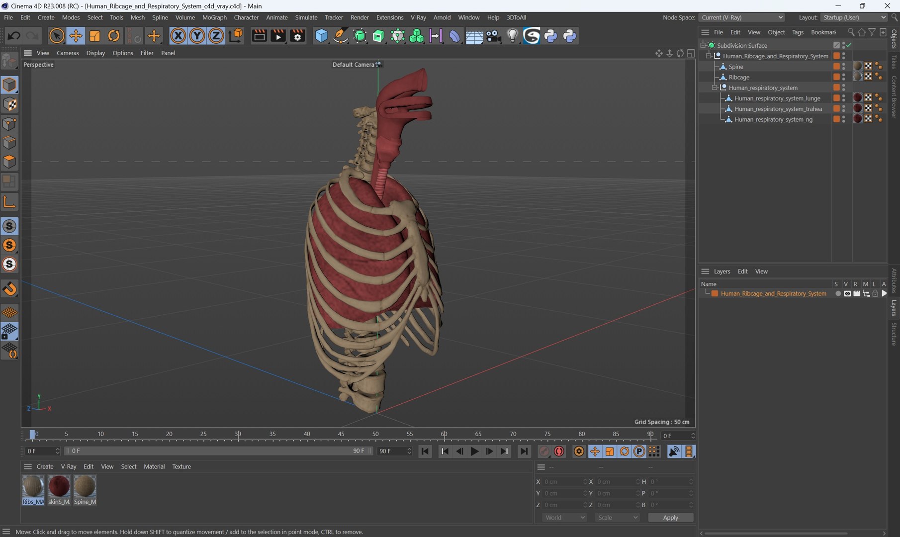 3D Human Ribcage And Respiratory System Model - TurboSquid 2385995