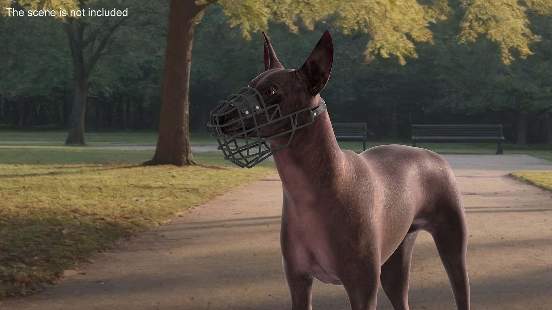 Cage Dog Muzzle Xoloitzcuintle 3D - TurboSquid 2284119