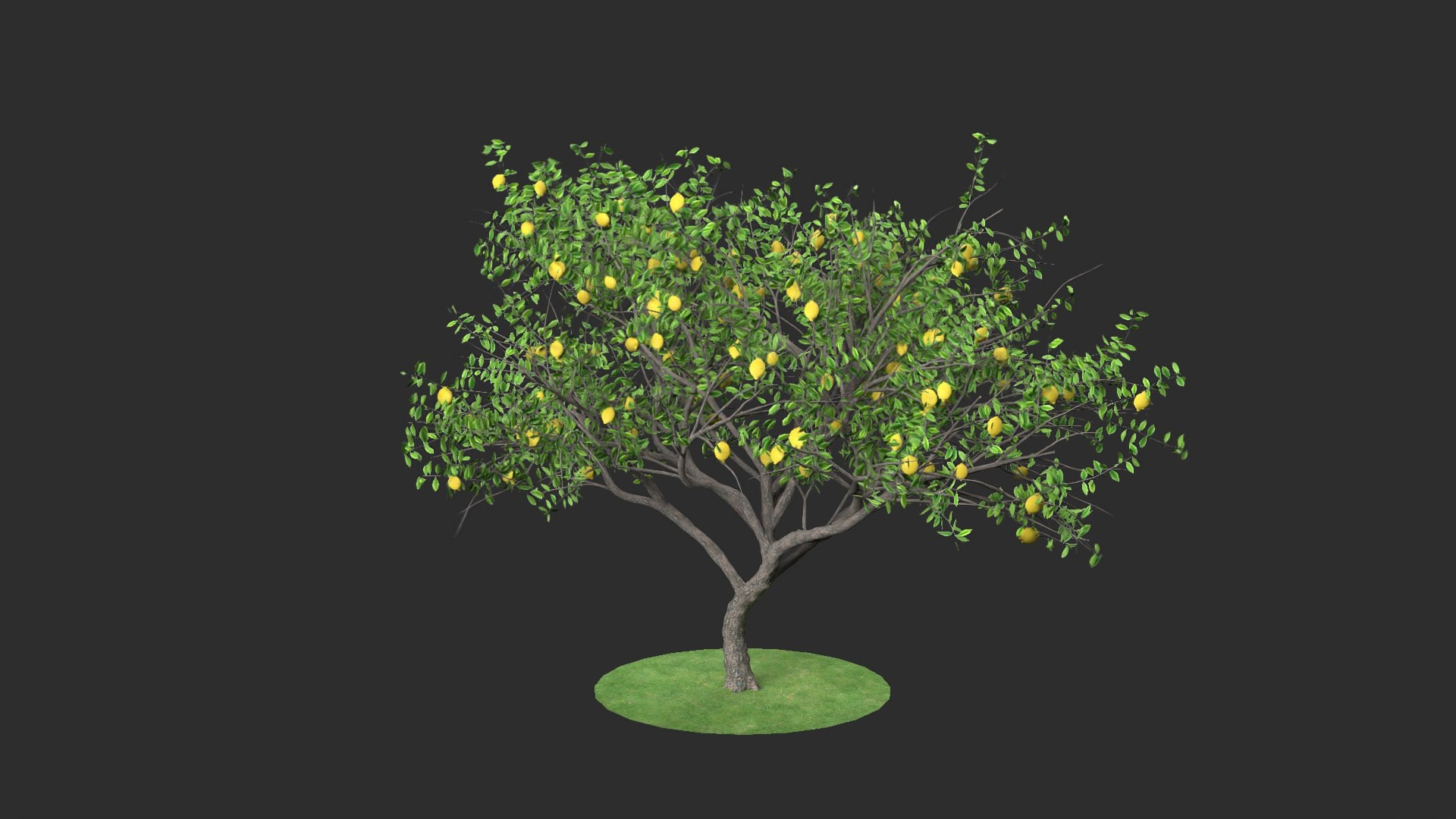 3D model citrus hight fruits - TurboSquid 1619664