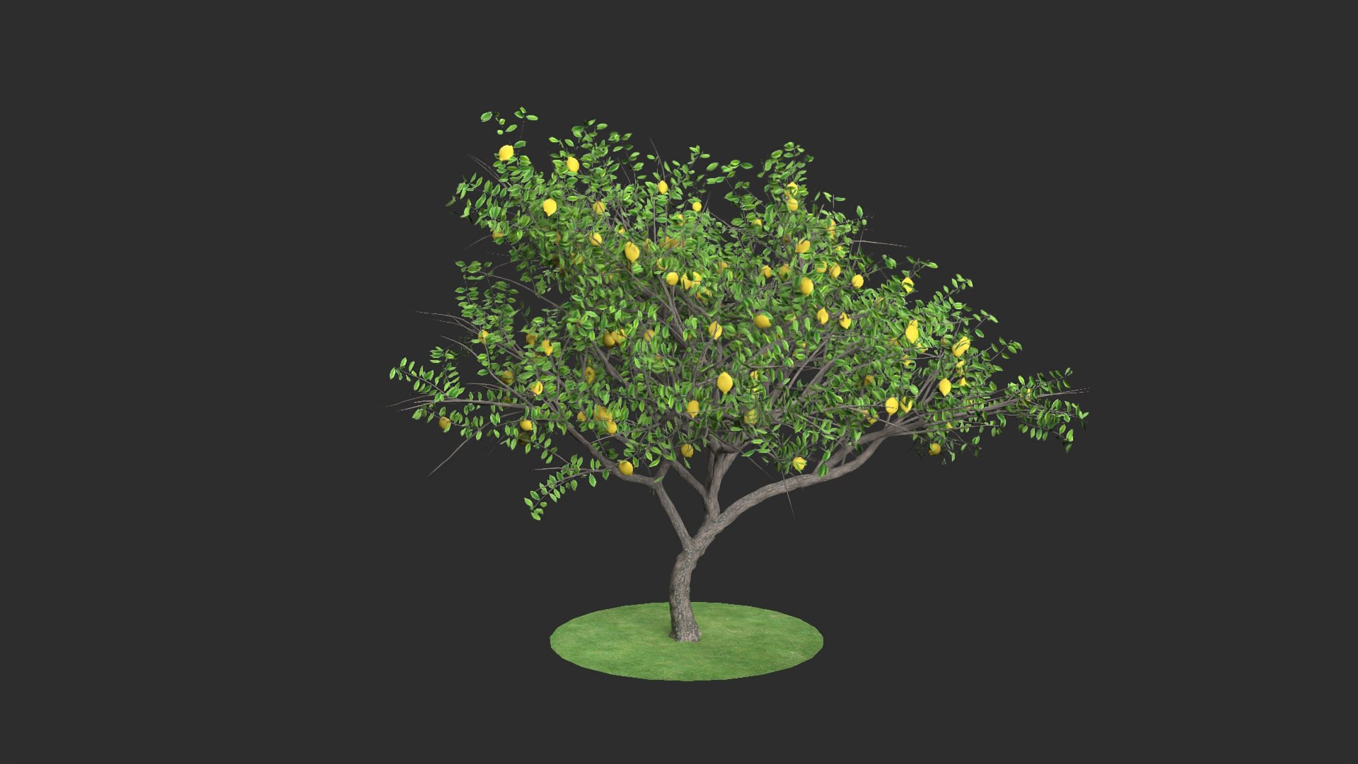 3D model citrus hight fruits - TurboSquid 1619664