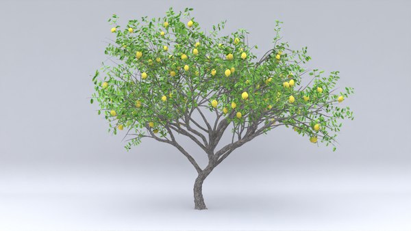 frutas cítricas alto poli Modelo 3D - TurboSquid 1619664