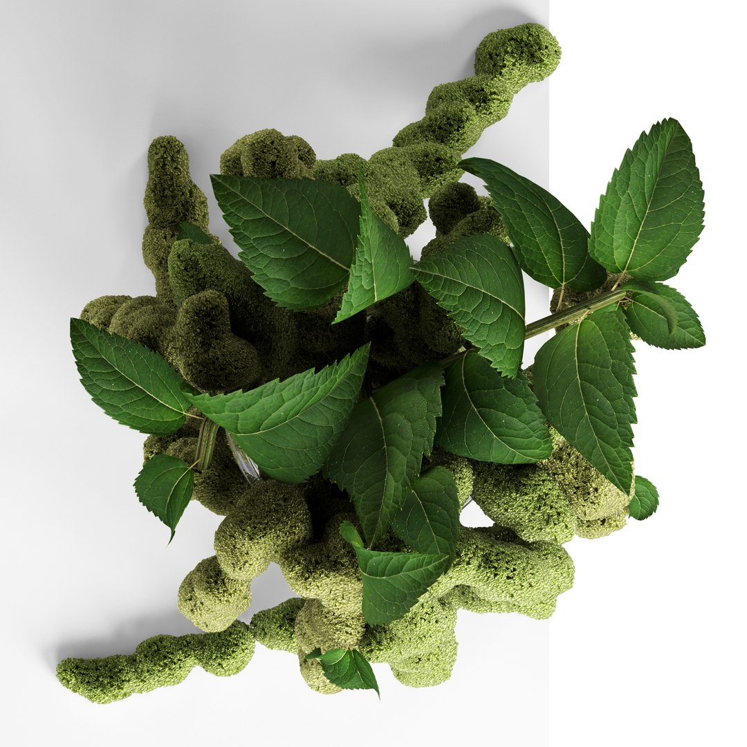 Realistic green amaranthus 3D model - TurboSquid 1344902