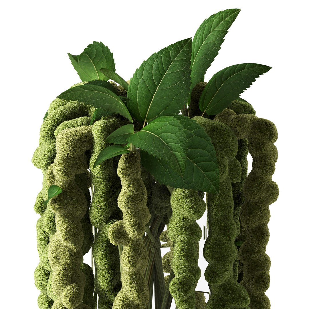 Realistic green amaranthus 3D model - TurboSquid 1344902