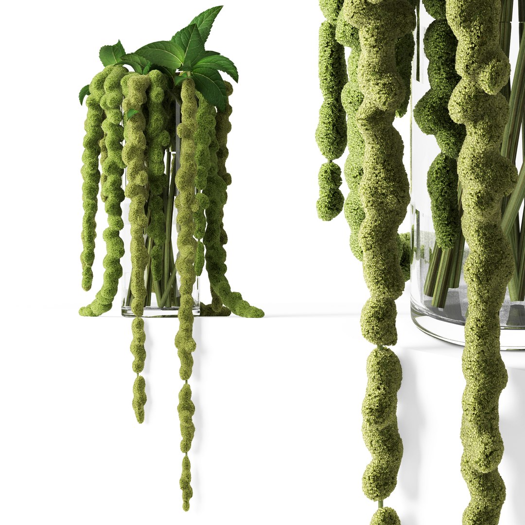 Realistic green amaranthus 3D model - TurboSquid 1344902