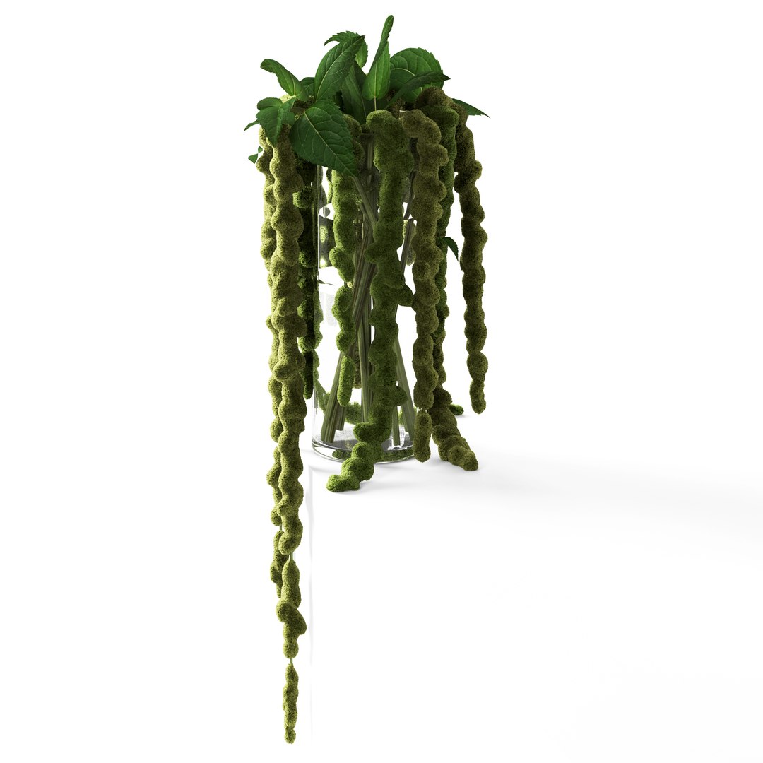 Realistic green amaranthus 3D model - TurboSquid 1344902