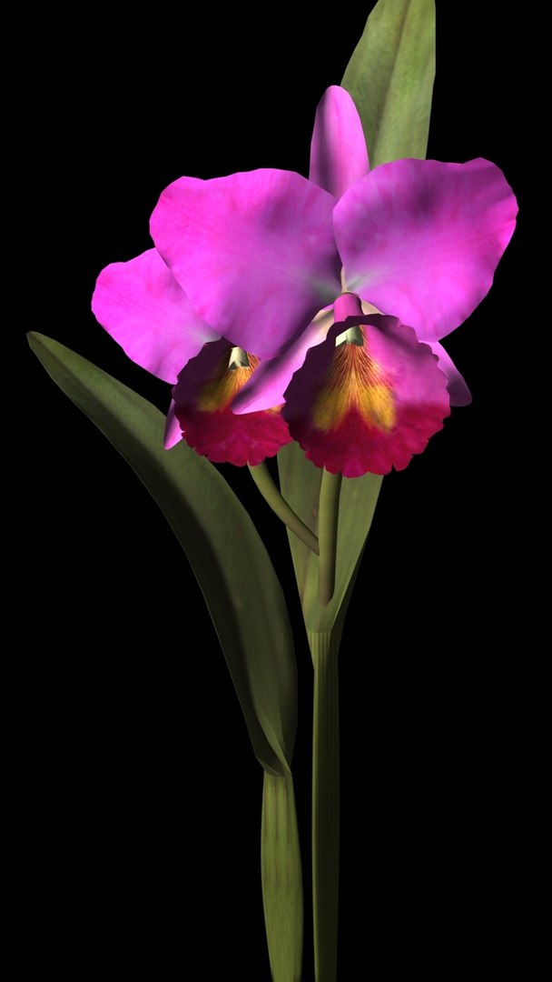 maya flower cattleya orchid