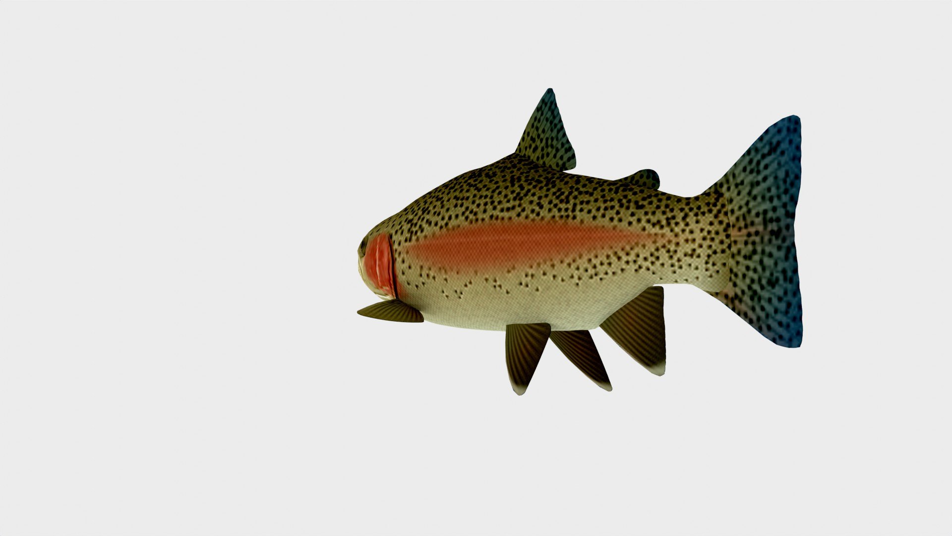 RAINBOW TROUT Fish 3D Model Low Poly 3D Model - TurboSquid 2242730