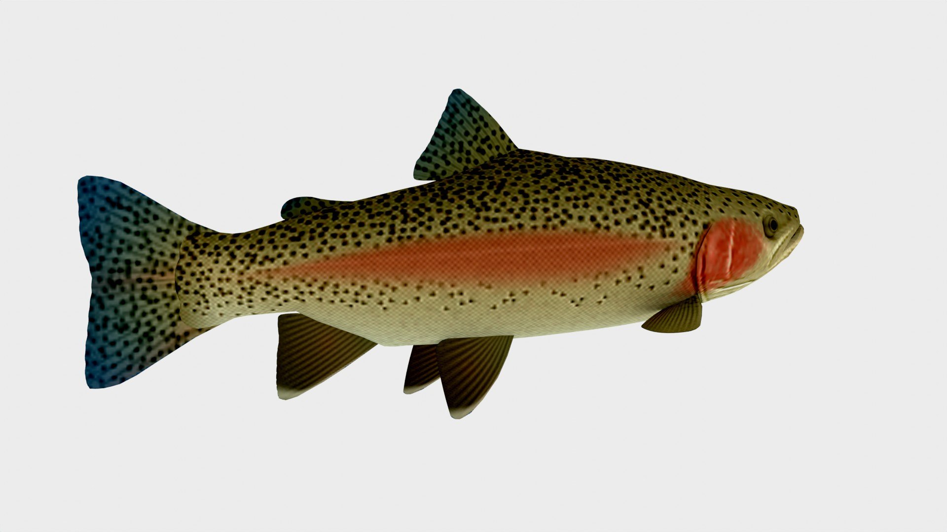 RAINBOW TROUT Fish 3D Model Low Poly 3D Model - TurboSquid 2242730