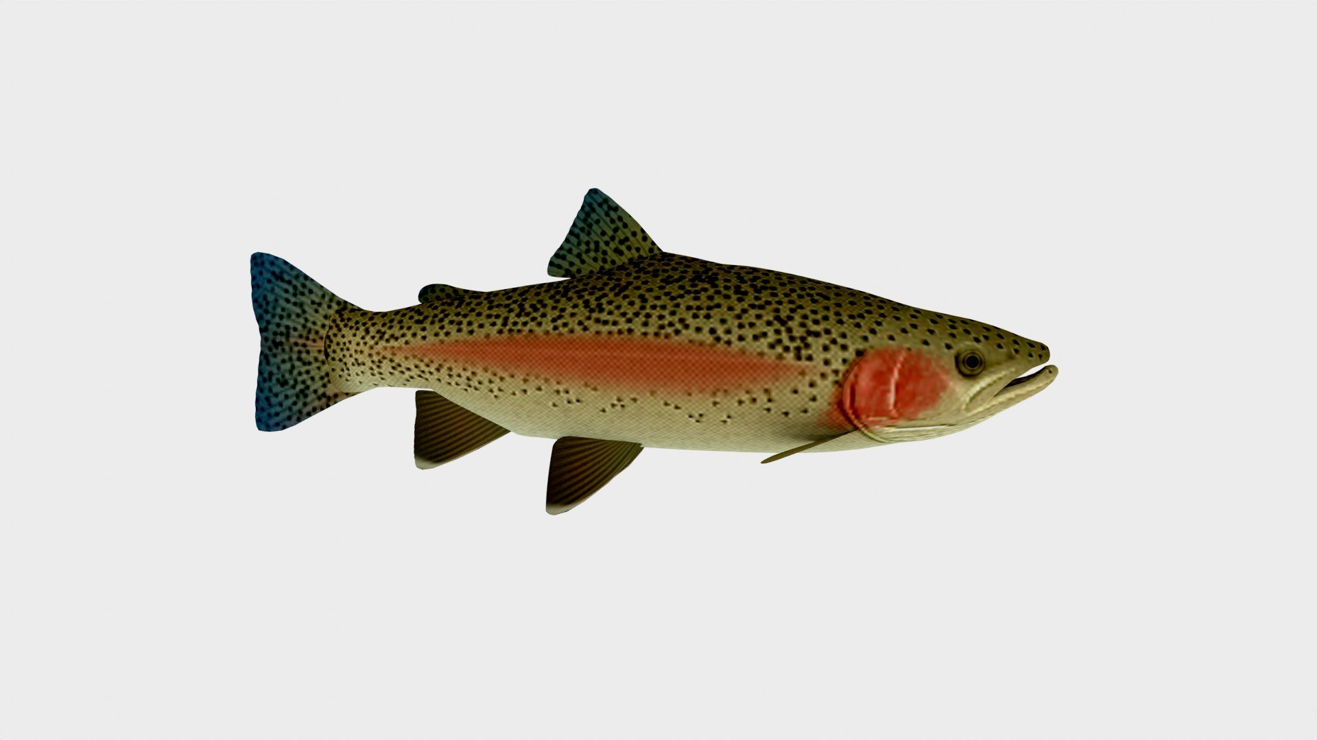 RAINBOW TROUT Fish 3D Model Low Poly 3D Model - TurboSquid 2242730