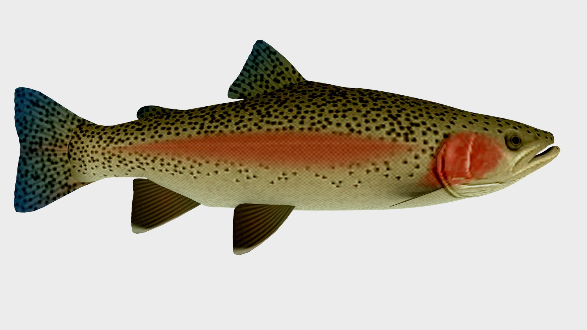 RAINBOW TROUT Fish 3D Model Low Poly 3D Model - TurboSquid 2242730