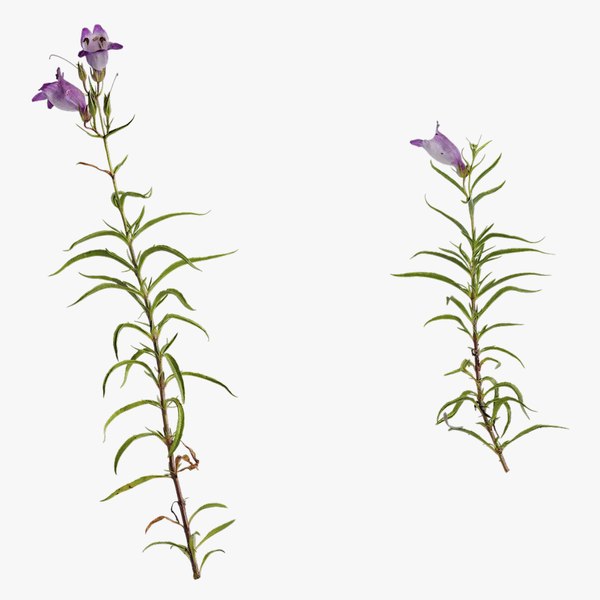 modèle 3D de Textures de Penstemon campanulatus Atlas 01 - TurboSquid ...