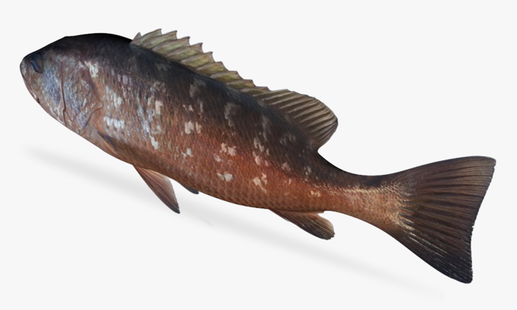 3d Model Pacific Dog Snapper